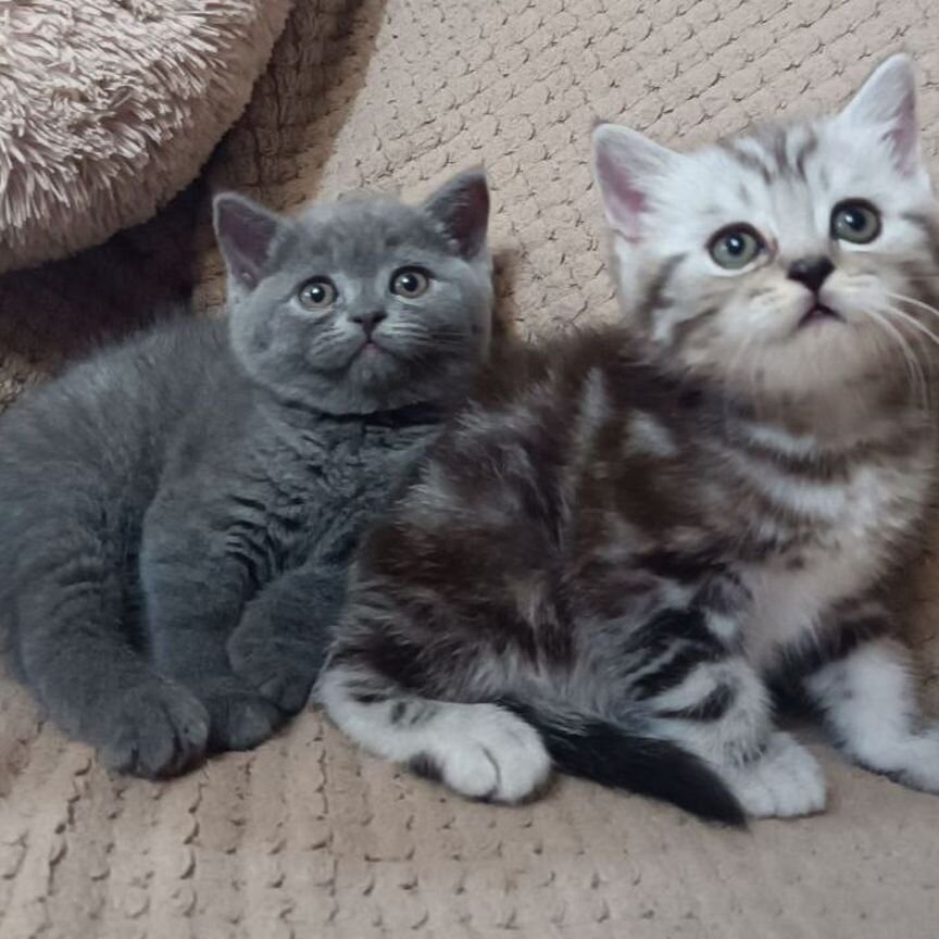 Котята