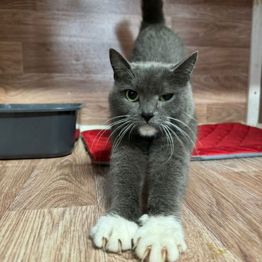 Бывшедомашней кошке Мурочке не выжить на улице