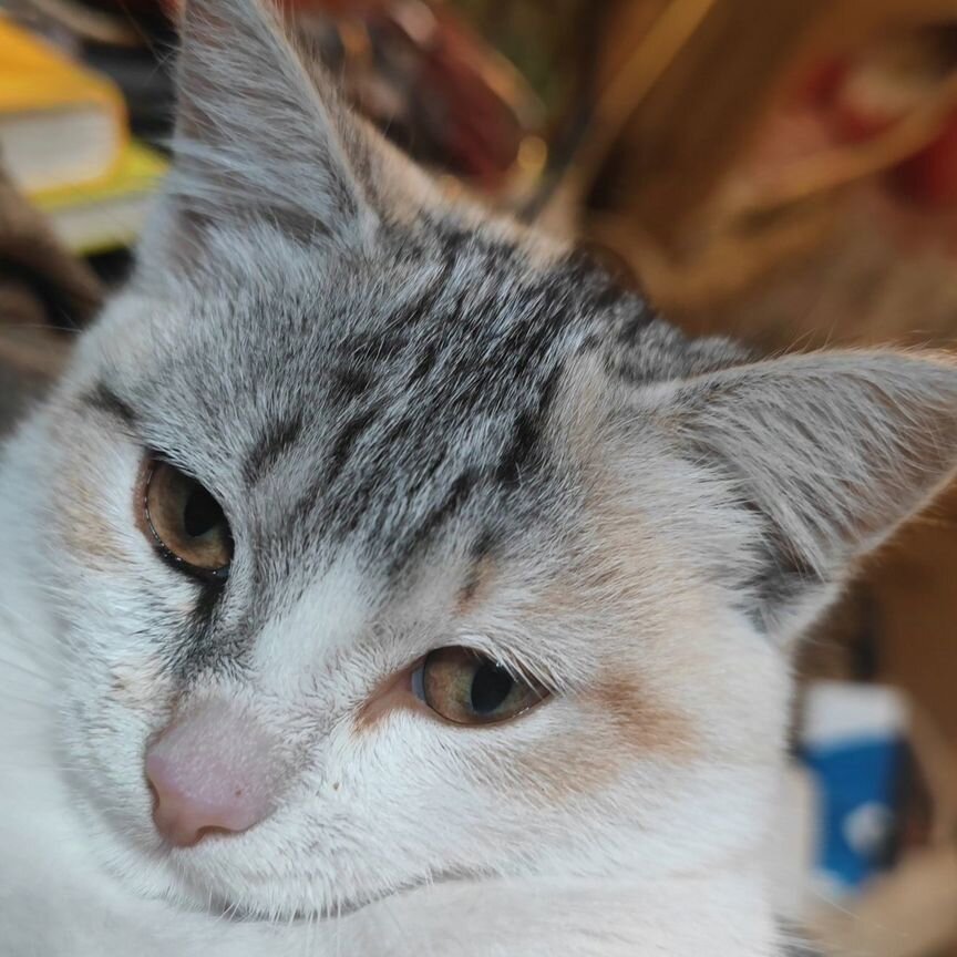 Девочка котенок девочка котейка