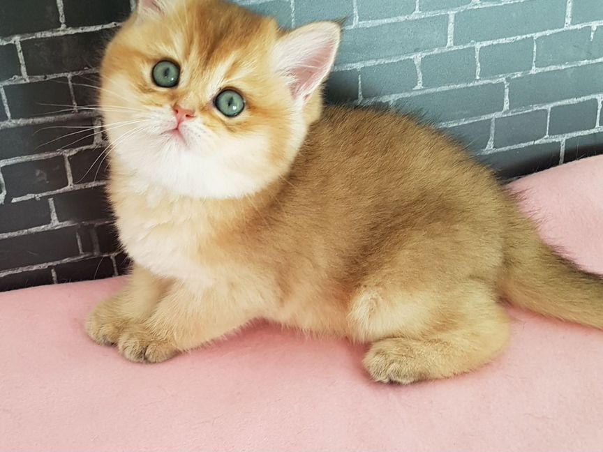 Шотландские золотые клубные