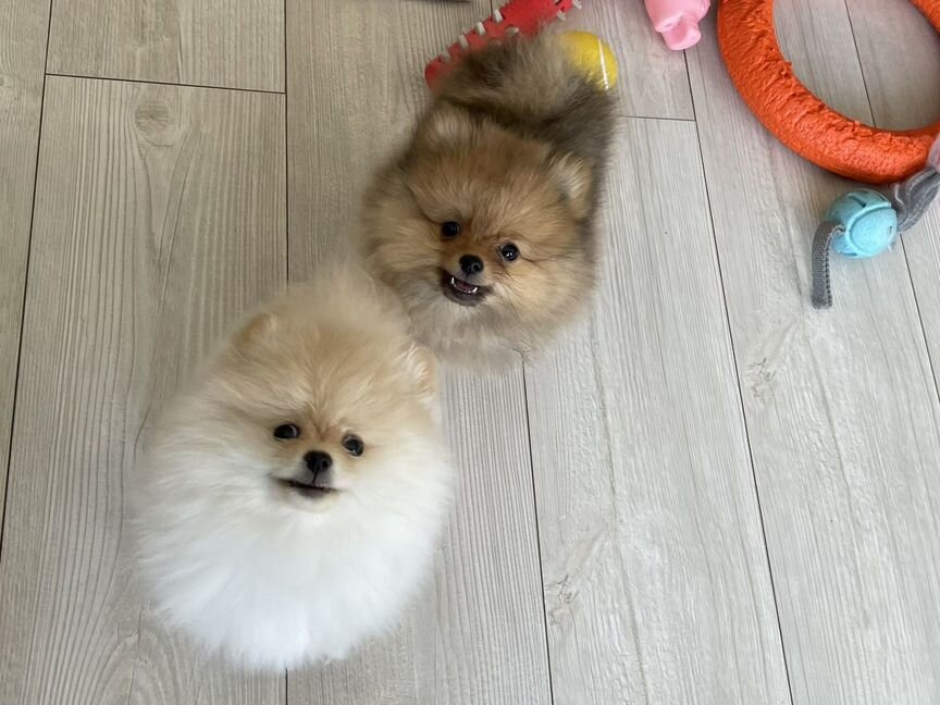 Шенята Померанский шпиц Москва