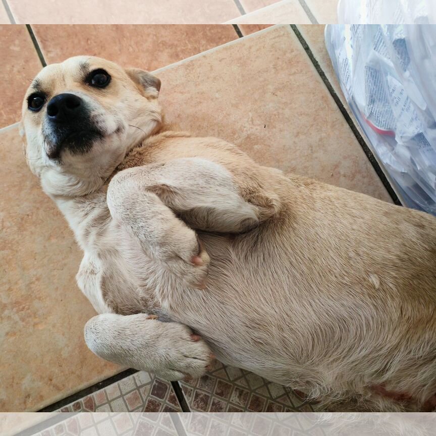 Щенок в добрые руки