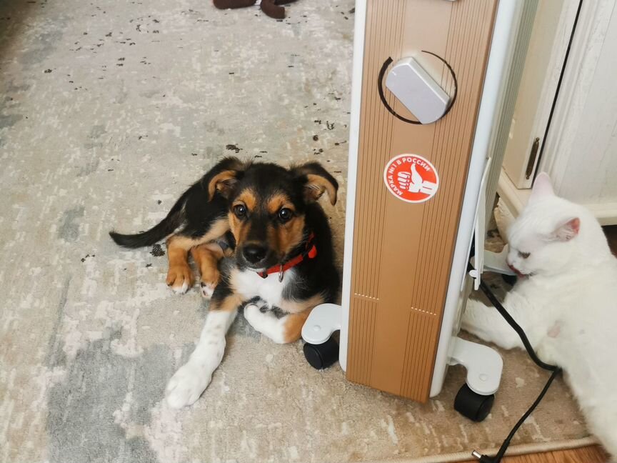 Ищем дом прекрасному Филиппу