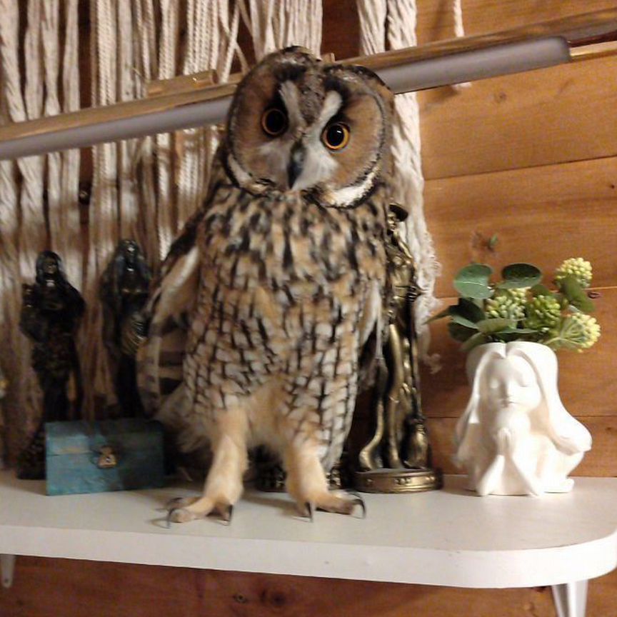 Домашняя птица