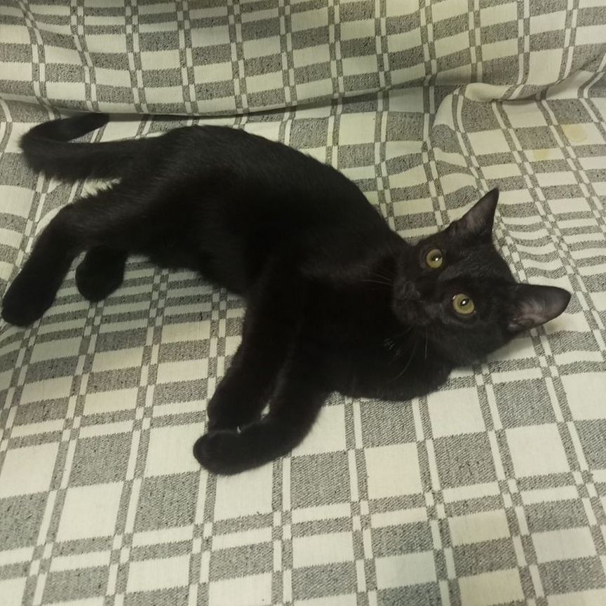 Котёнок найденыш