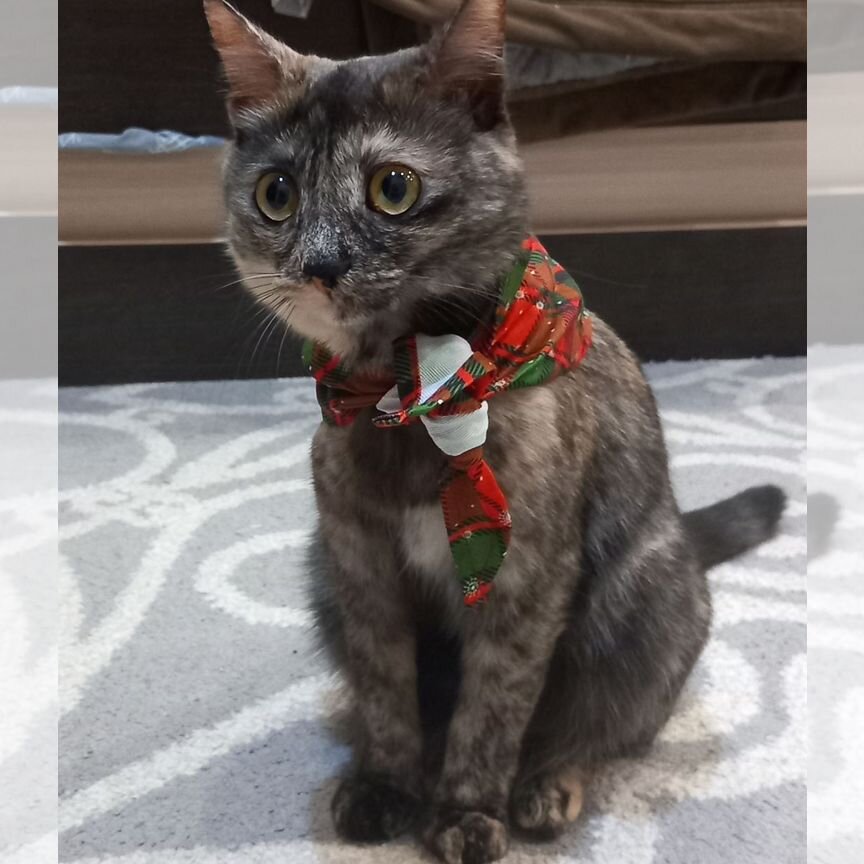 Кошки