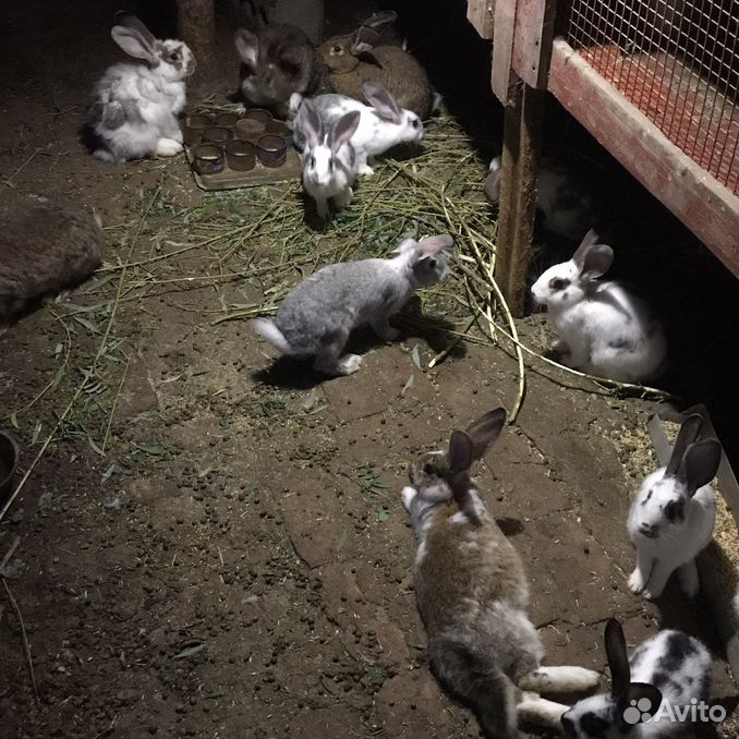 Кролики живой вес