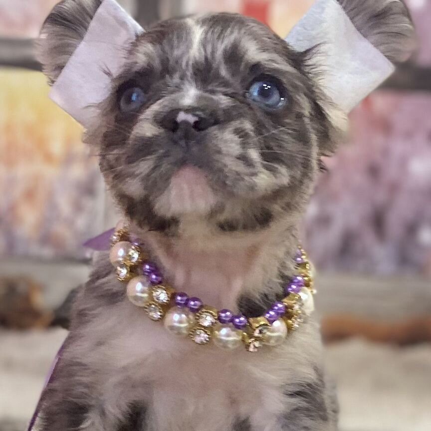 Французский бульдог, щенок