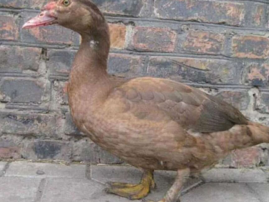 Индоутки, селезни и утки