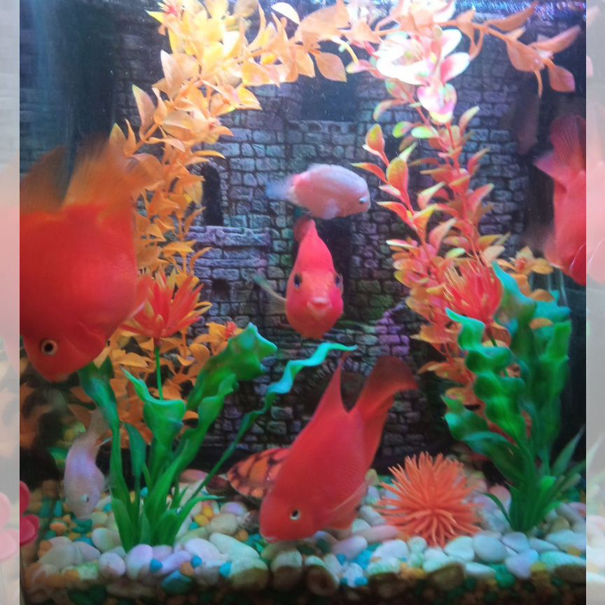 Рыбка "Красный попугай"