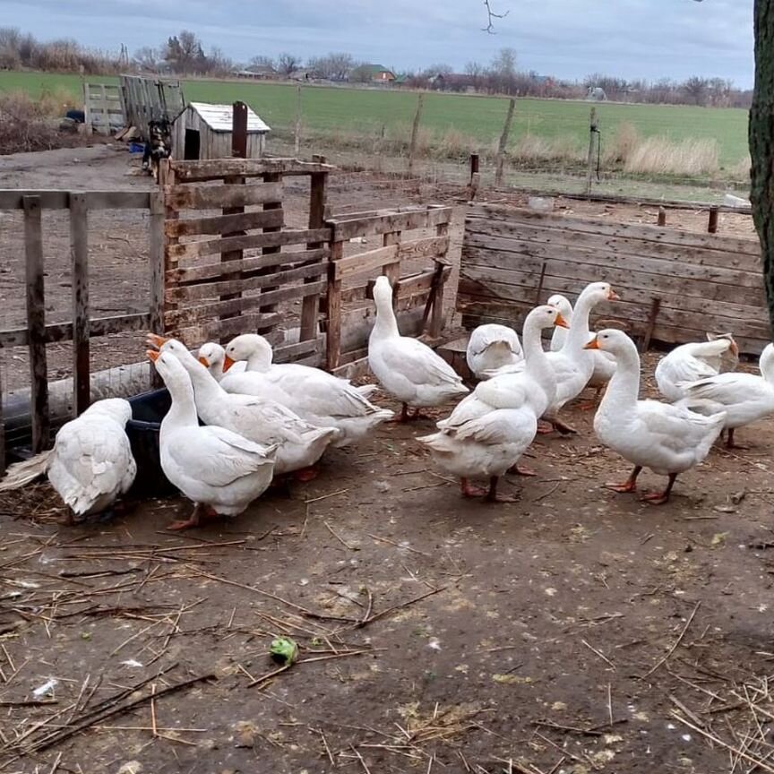 Холмогорские гуси. - Лида