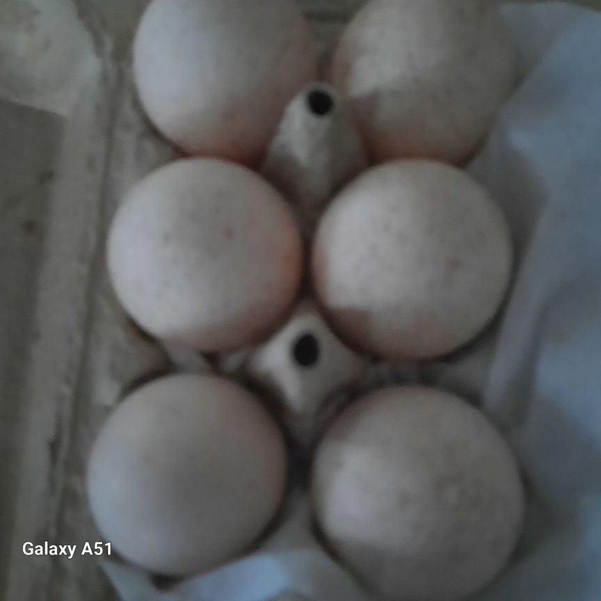 Яйцо инкубационное индейки бшг