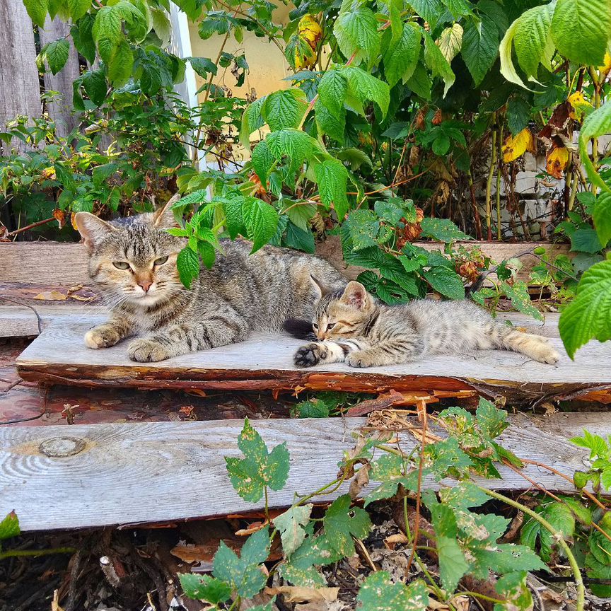 Кошка в частный дом бесплатно
