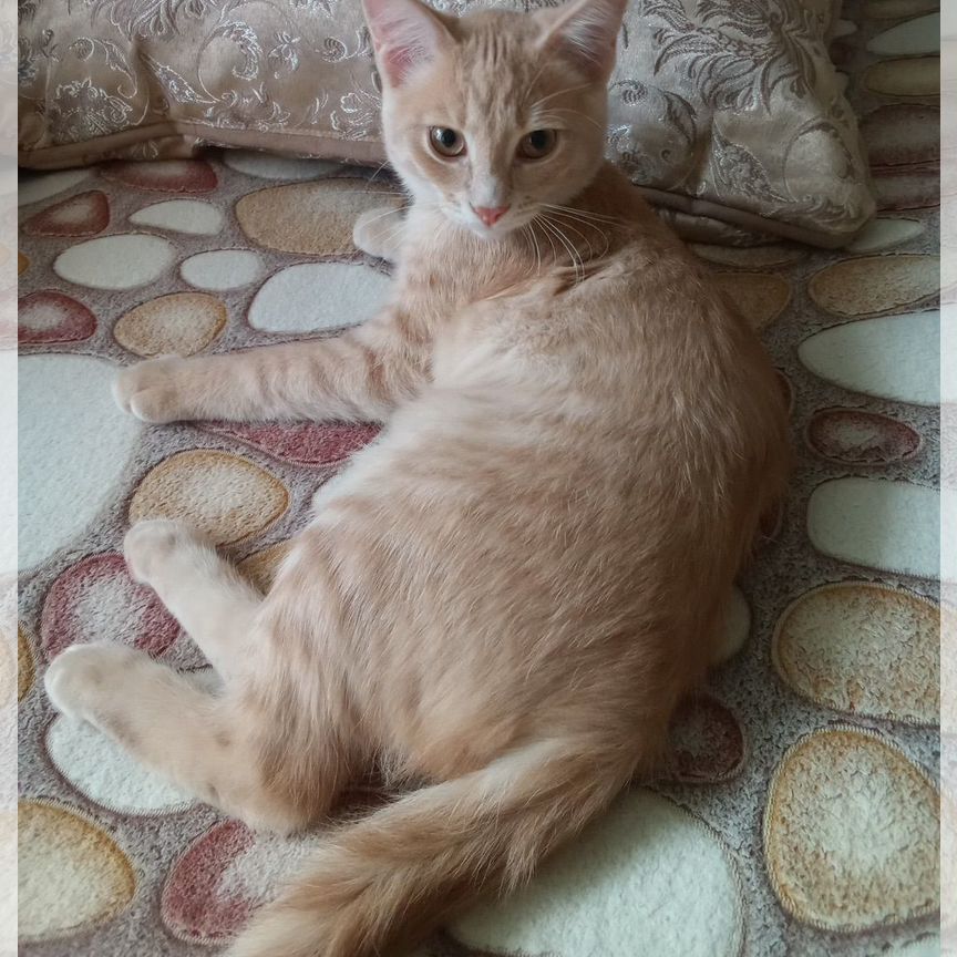 Котики бесплатно в добрые руки