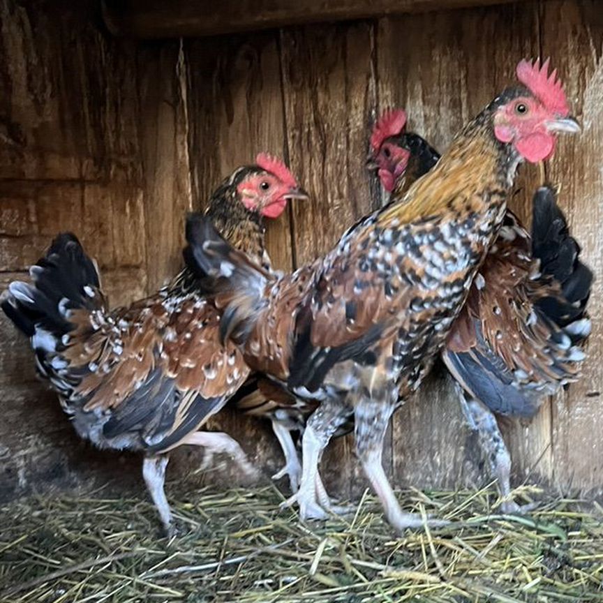 Молодые петухи бентамка