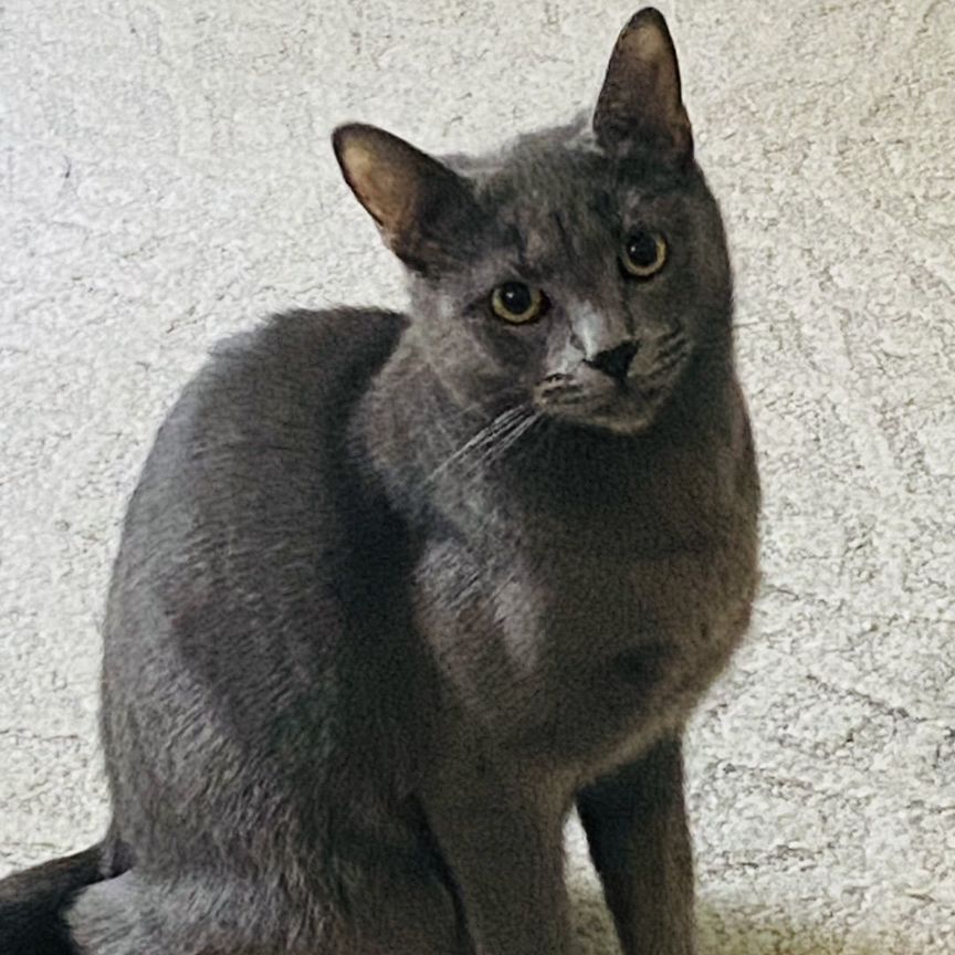 Красавица Сима