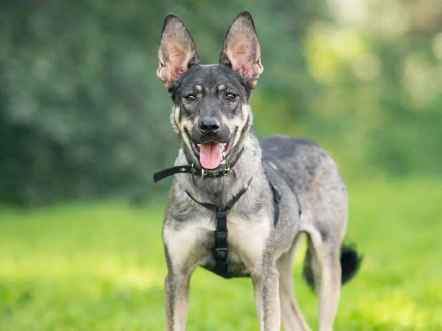 Лопоухий красавчик Рокки 1 год ищет дом