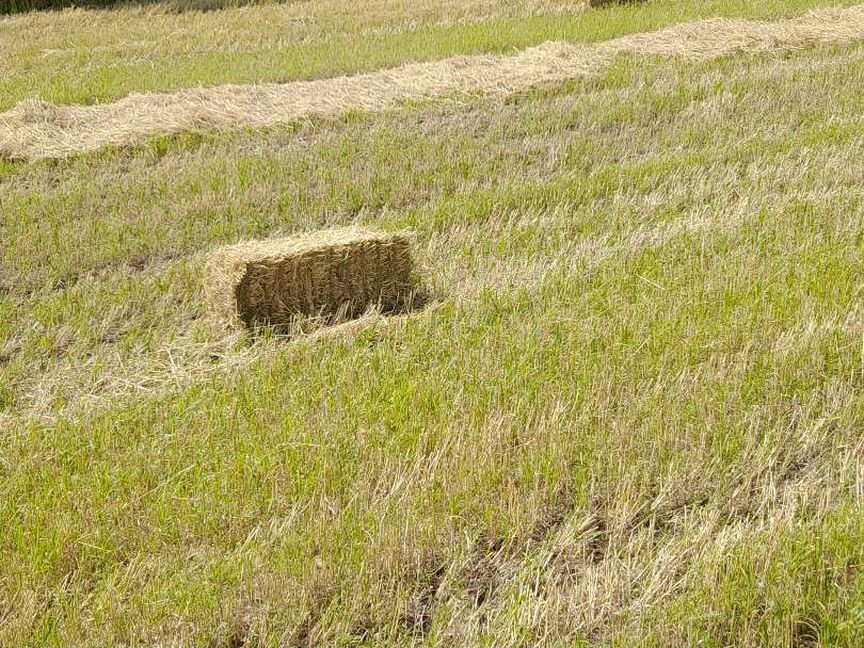 Солома ячменная