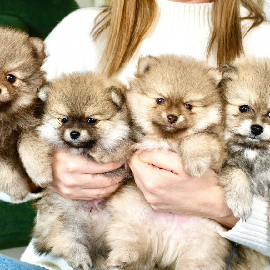 Щенки шпица мини померанский