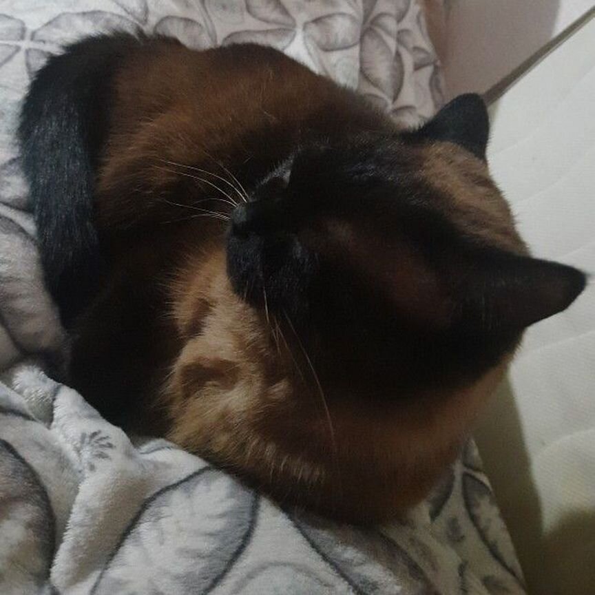 Британский кот бесплатно