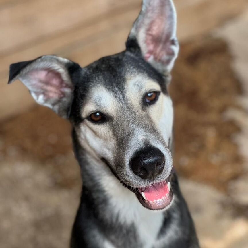 Гуффи ищет дом