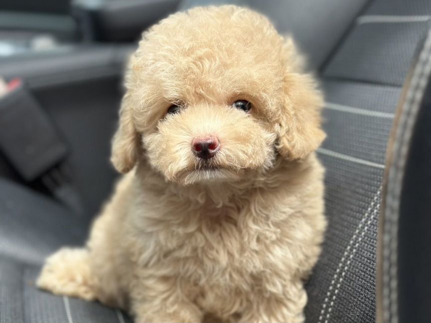 Maltipoo щенки