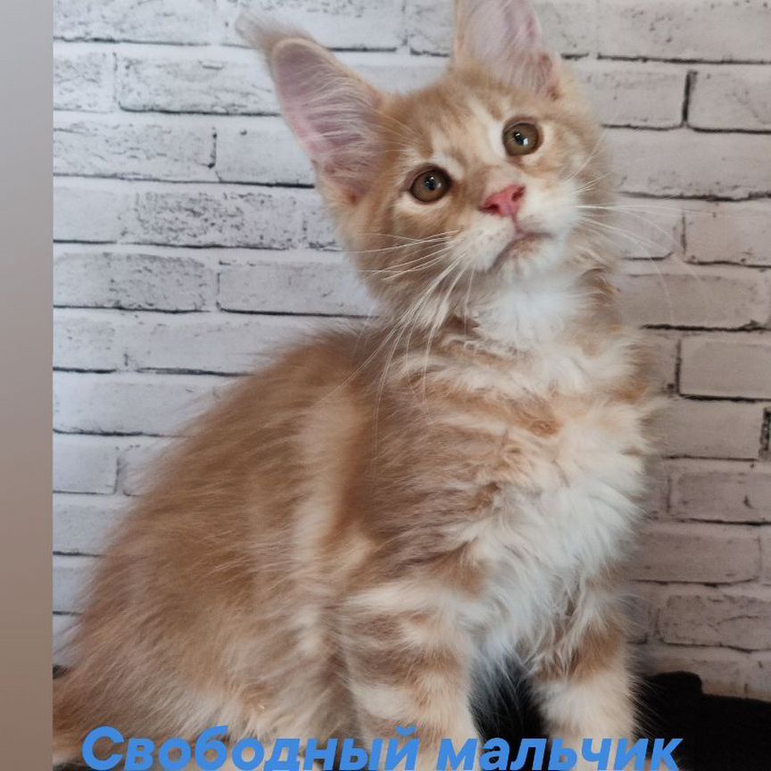 Ушастый и кистастый котенок