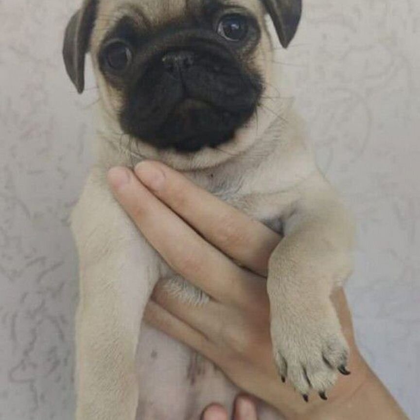 Щенки мопса