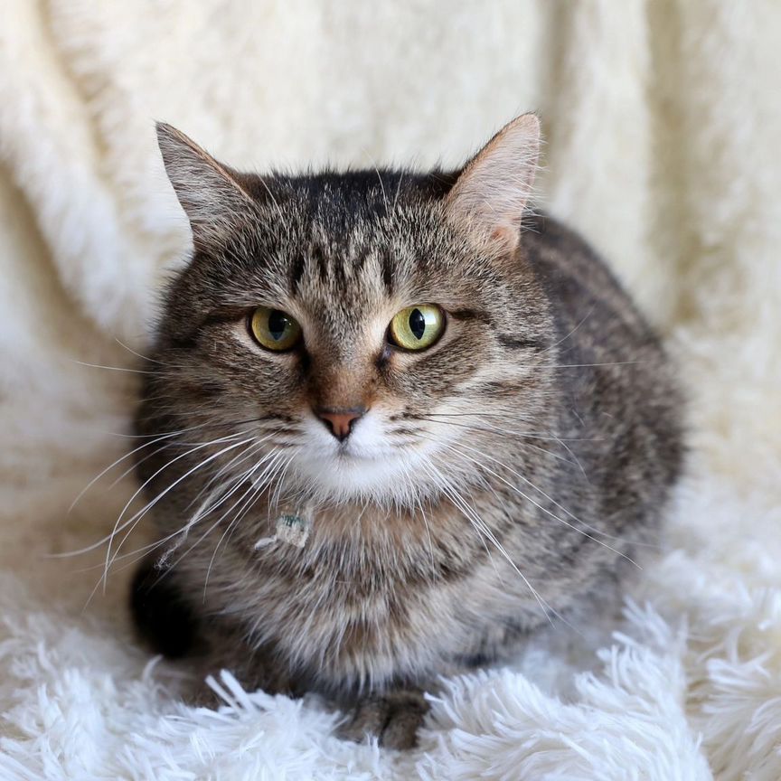 Справная шпротинка ищет дом