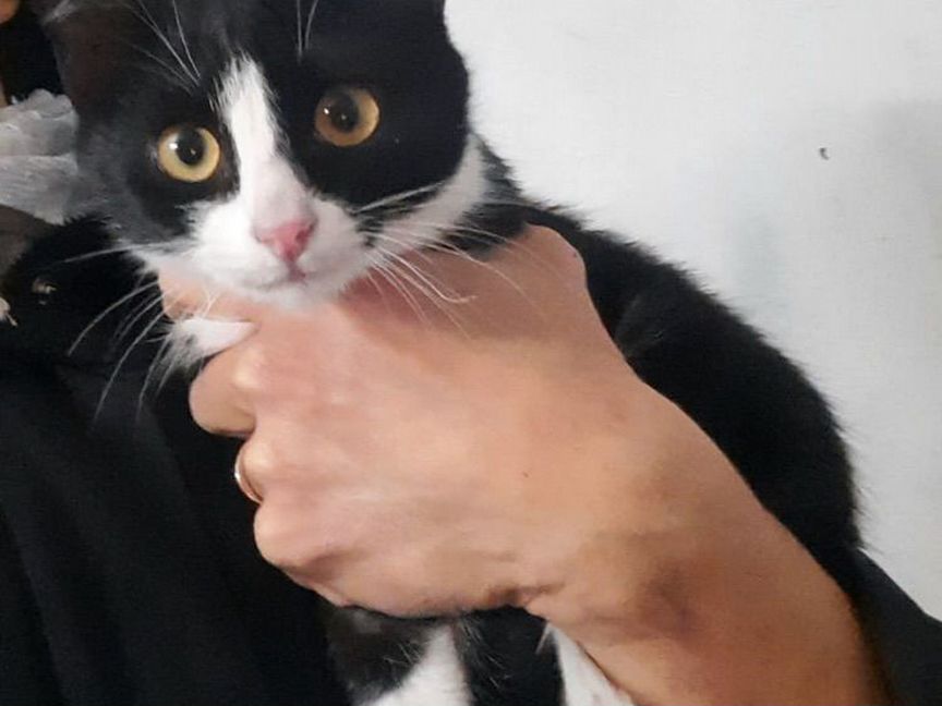 Стерилизованная кисонька в дар