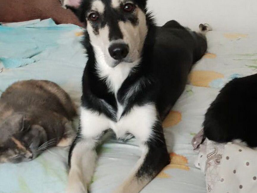 Собака в добрые руки