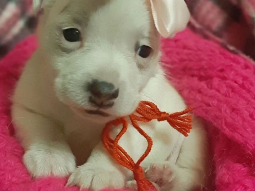 Маленькая собака