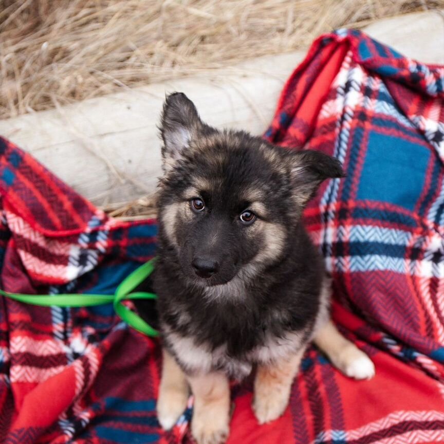 Не овчар, не породистый Просто замечательный щен