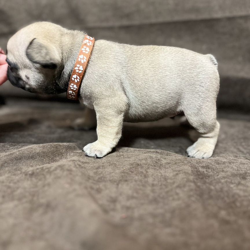 Французский бульдог, щенок