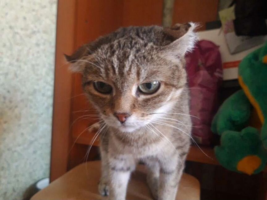 Домашние животные