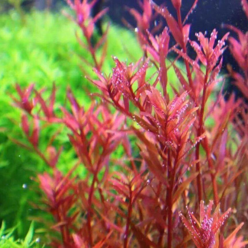 Аквариумное растение