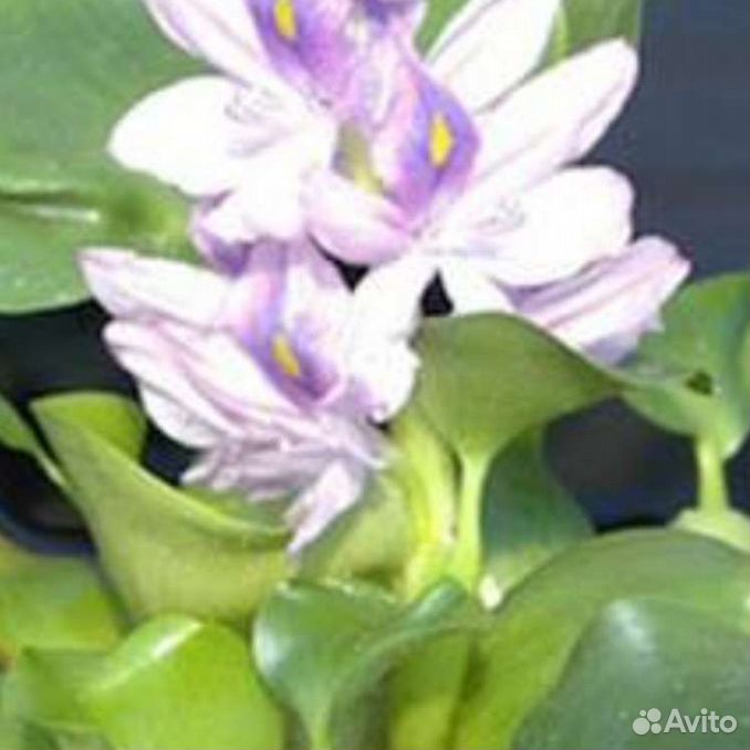 Эйхорния (водный гиацинт), пистия