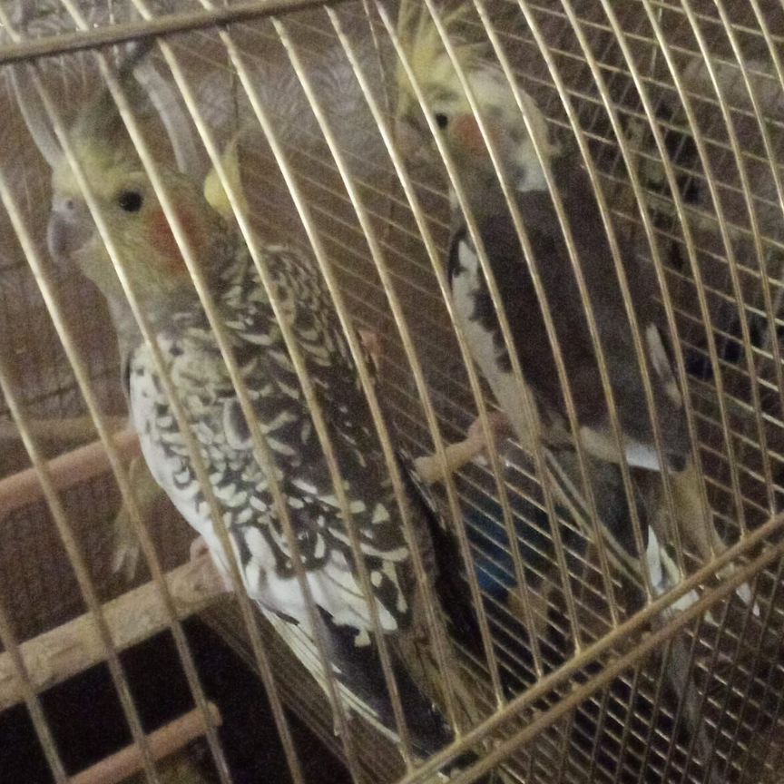 Продам двух попугаев корелла, читайте описание