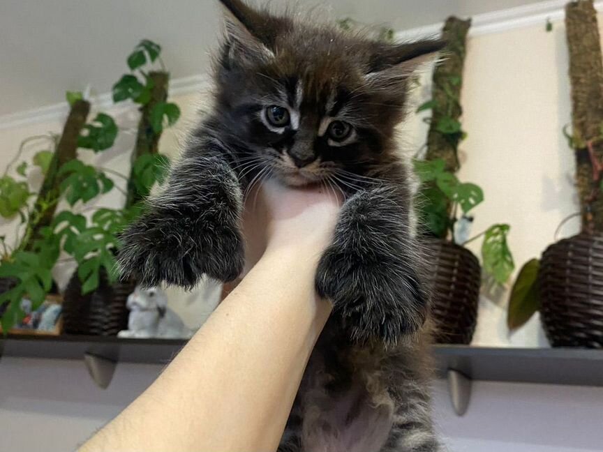 Котята мейн-кун полидакт