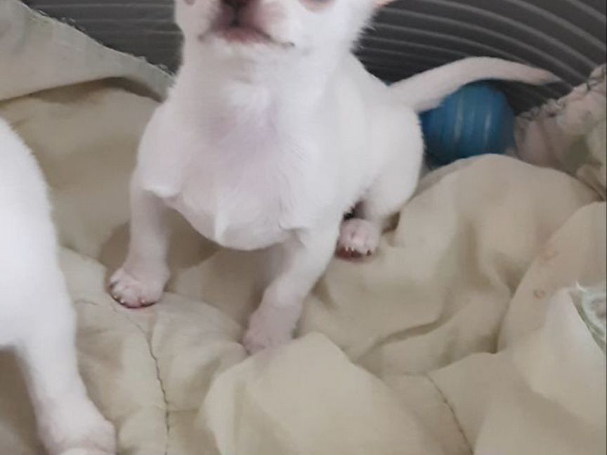 Мини красотулечка чихуахуа щенки