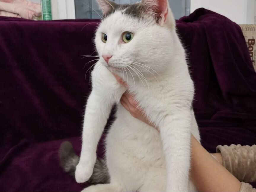 Котик