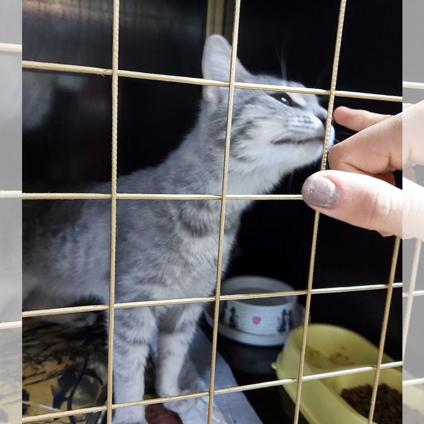 Котенок в добрые руки