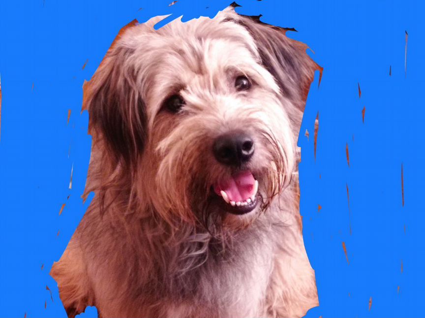 Отдаём Барни