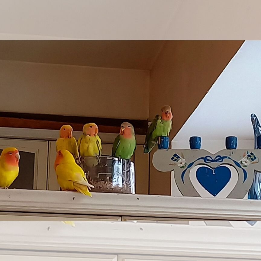 Попугай неразлучник. Птенцы 2025-2026 года