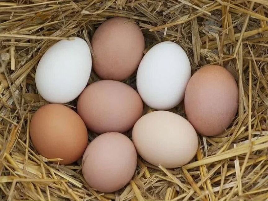 Инкубационное яйцо кур несушек