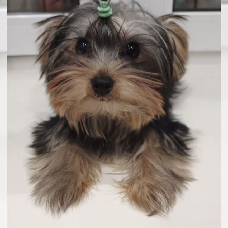 Йоркширский терьер, щенок