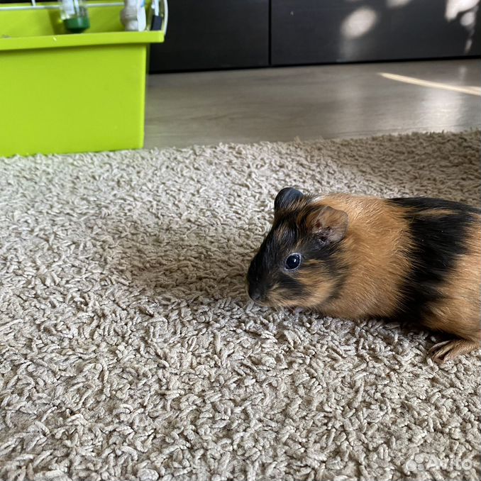 Продам морскую свинку с клеткой и принадлежностями