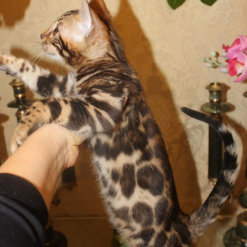 Бенгальские котята