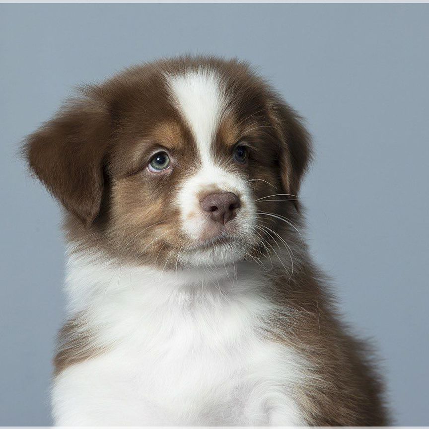 Австралийская овчарка