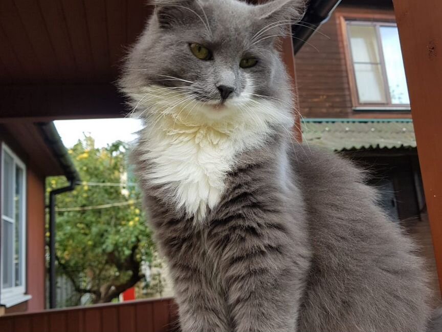 Котик в дар. Счастье в дом